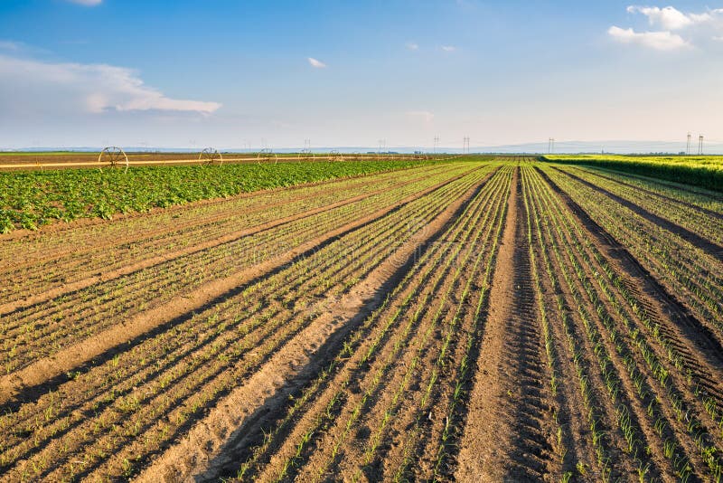 Onion Field, Maturing at Spring. Stock Image - Image of rural, growth ...
