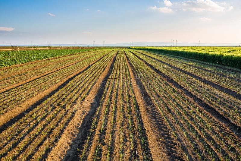 Onion Field, Maturing at Spring. Stock Image - Image of farmland, green ...
