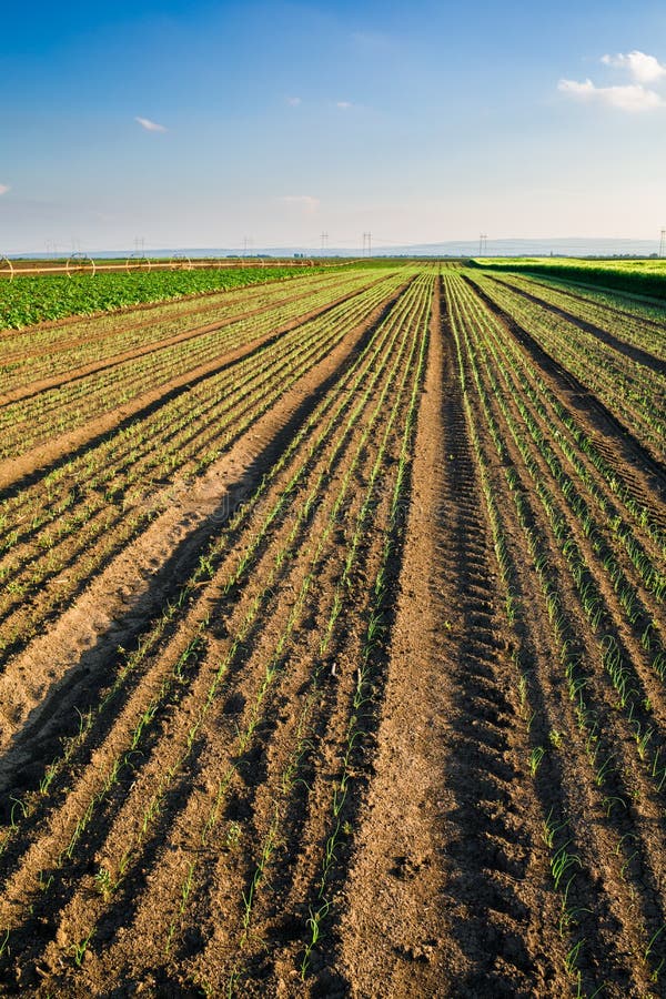Onion Field, Maturing at Spring. Stock Photo - Image of agriculture ...
