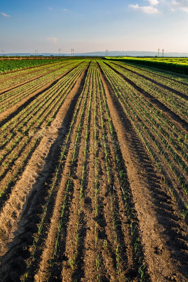 Onion Field, Maturing at Spring. Stock Image - Image of gardening ...