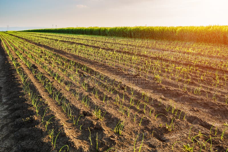 Onion Field, Maturing at Spring. Stock Photo - Image of agriculture ...