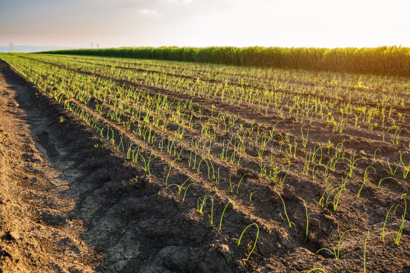 Onion Field, Maturing at Spring. Stock Photo - Image of field, farming ...