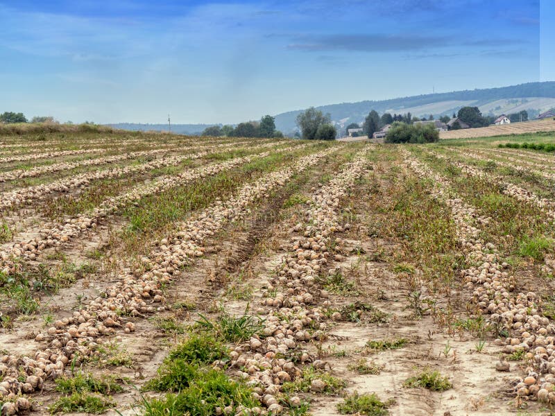Onion field stock photo. Image of cultivate, onion, agriculture - 44057020