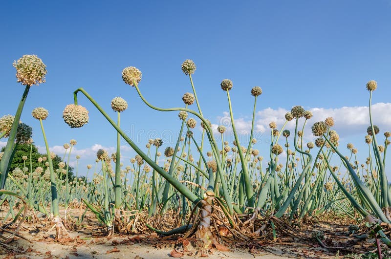Onion field stock image. Image of bulb, fresh, food, garden - 52843759