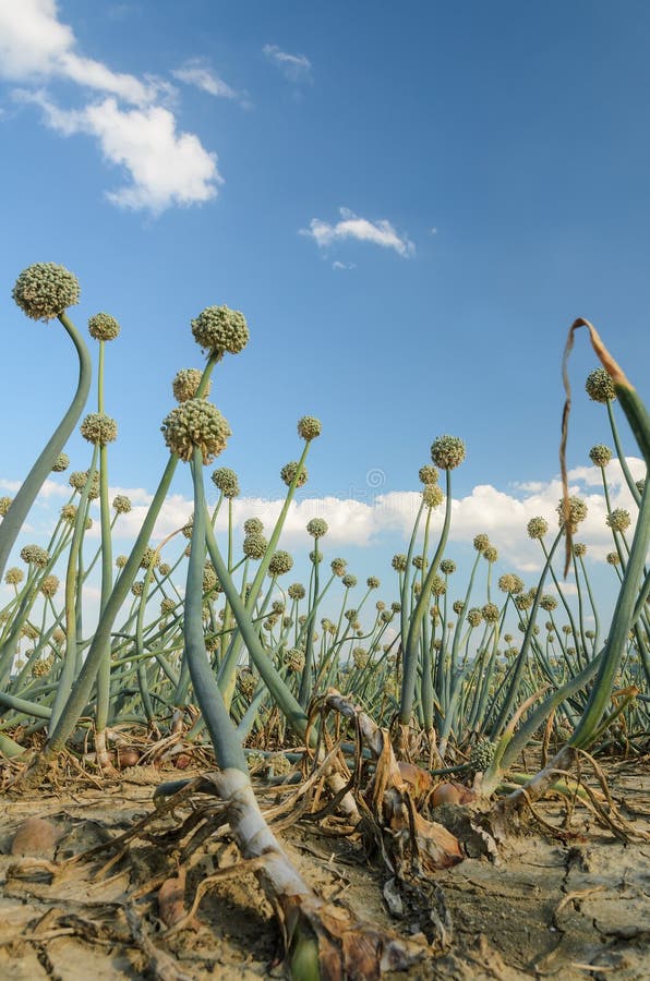 Onion field stock image. Image of earth, growing, food - 54878873