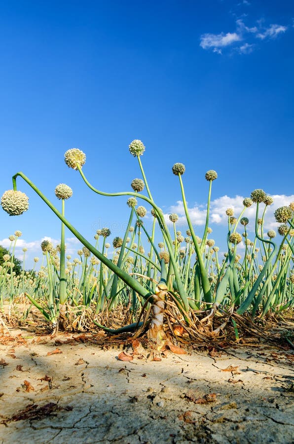 Onion field stock image. Image of details, europe, beauty - 53753325