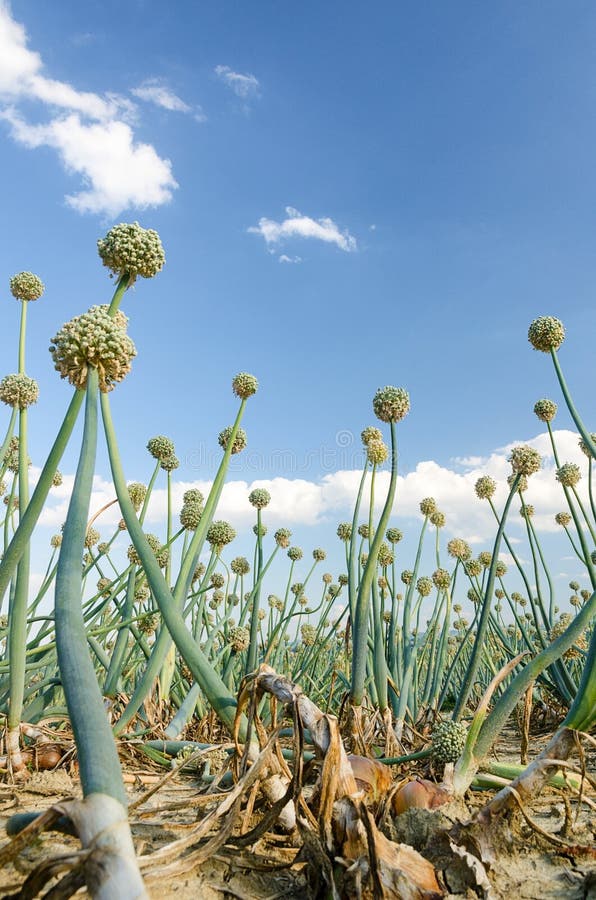 Onion field stock image. Image of earth, growing, food - 54878873