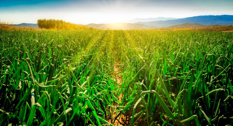 28,920 Onion Field Stock Photos - Free & Royalty-Free Stock Photos from ...