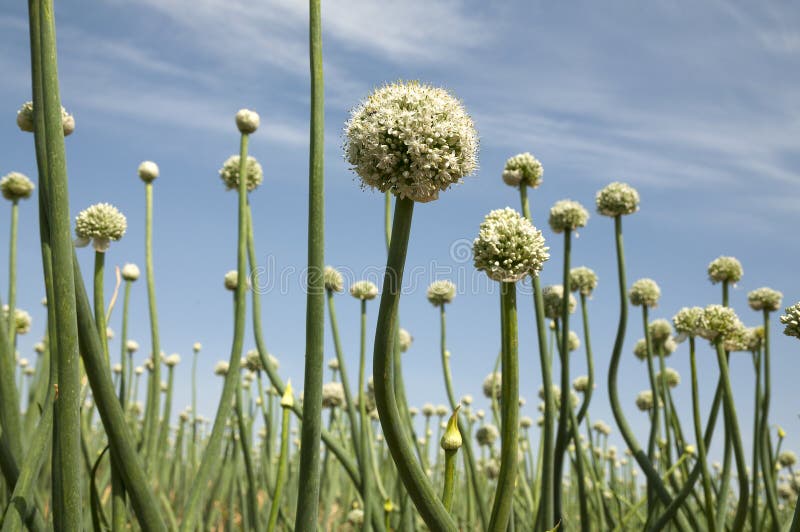 Onion Field stock photo. Image of herb, field, florescence - 70709690