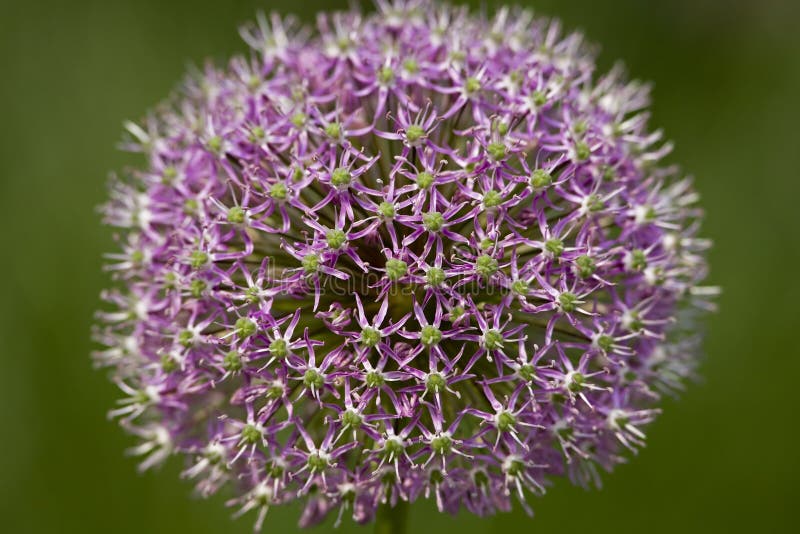 Onion Flower stock photo. Image of city, york, flower - 3558298