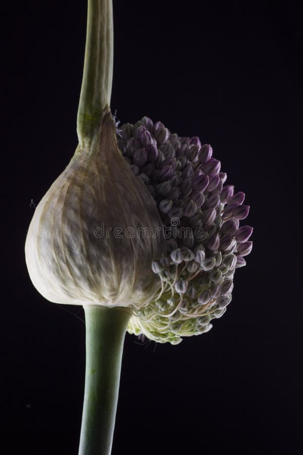 255 Pipe Onion Stock Photos - Free & Royalty-Free Stock Photos from ...