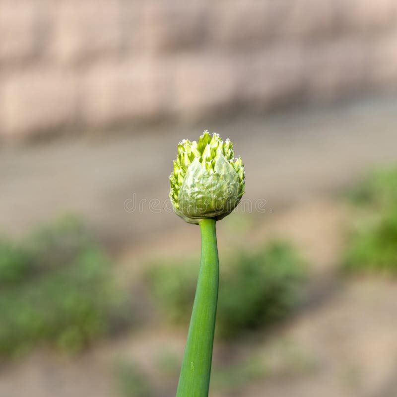 Onion Flower Bud, Closeup, Front View Stock Photo - Image of view ...