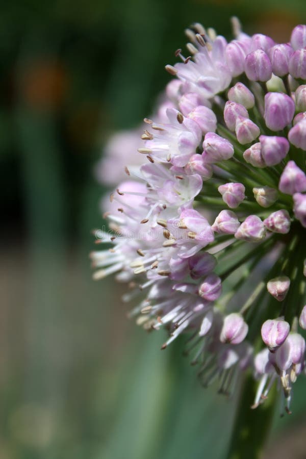 Onion flower stock photo. Image of summer, blooming - 101606456