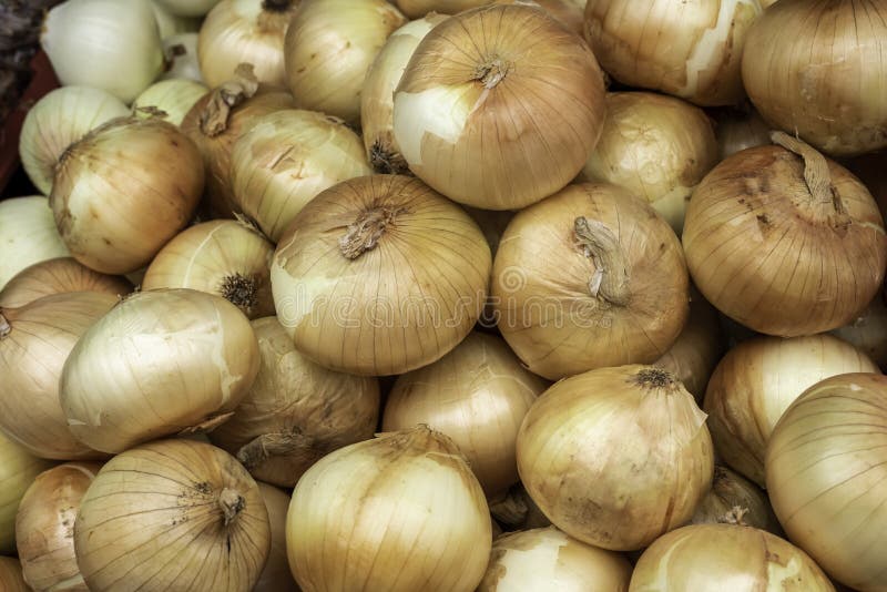 Onion stock image. Image of food, diet, fresh, green - 186521387