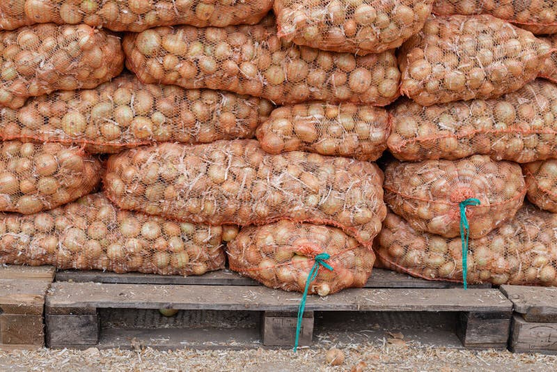 Onion in a Grid on Pallets, Vegetable Warehouse Stock Photo - Image of ...