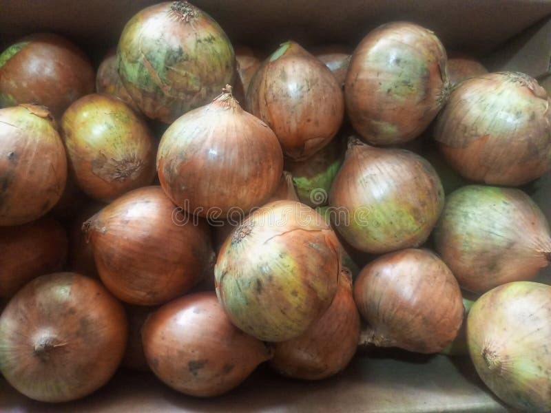 Fresh onion stock photo. Image of collection, grocery - 259085508
