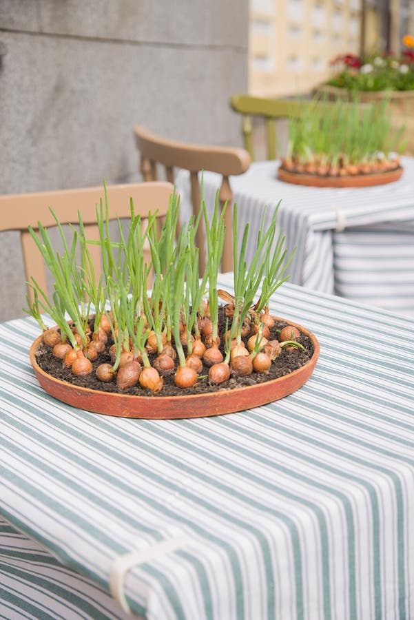 Onion Growing from a Container Located on a Restaurant Table. Stock ...