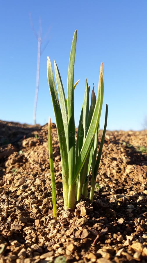 Red onion growing stock photo. Image of closeup, vegetable - 42478394