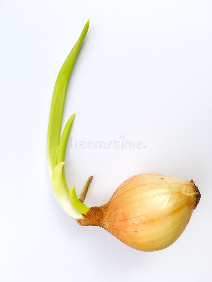 Onion Growing on White Background Stock Photo - Image of agriculture ...