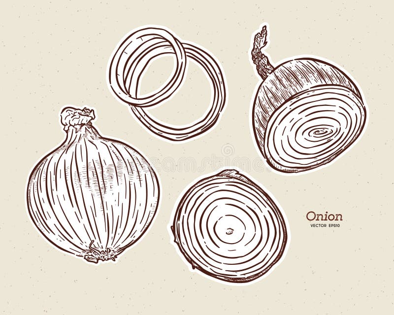 Onion, Hand Draw Sketch Vector Stock Vector - Illustration of bulb ...