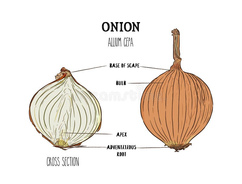 Cross Section Onion Stock Illustrations – 109 Cross Section Onion Stock ...