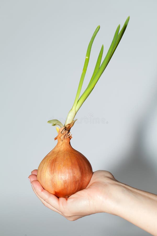 Onion in the hand stock photo. Image of closeup, edible - 35460892