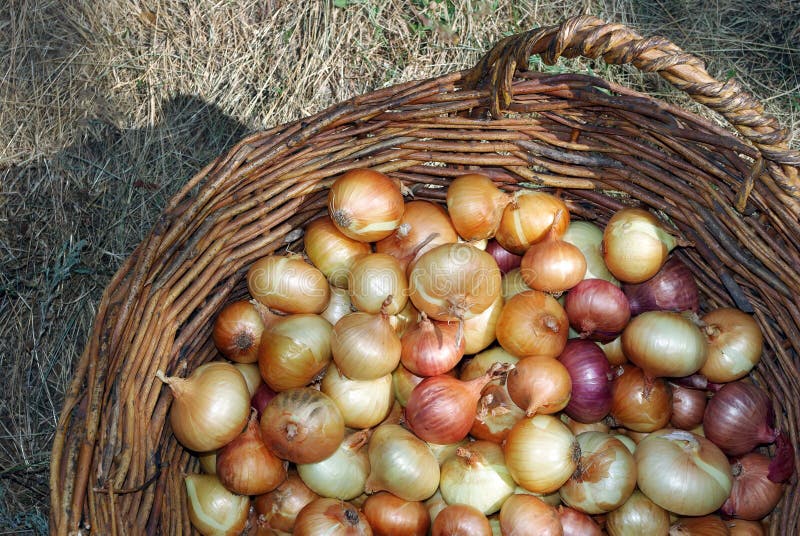 Onion. Onion Harvest in a Basket. Drying of Onions. Top View. Stock ...