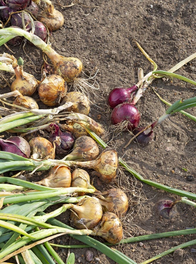 Onion harvest stock image. Image of cultivate, farming - 268028873