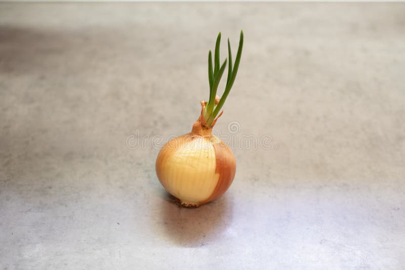 Onion Head Exhibits Sprouted Foliage on Gray Kitchen Surface. Bulb ...