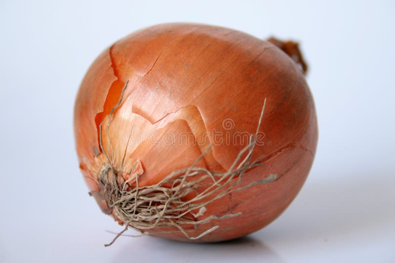 Onion Free Stock Photos & Pictures, Onion Royalty-Free and Public ...
