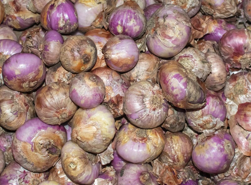 Onion Laying in the Cold Storage for Long Days Stock Photo - Image of ...