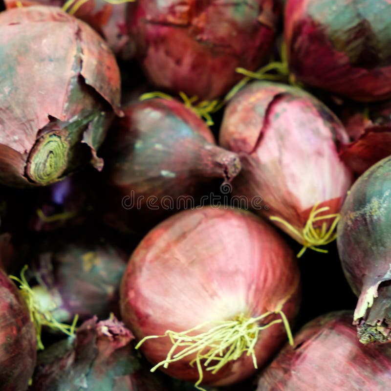Onion stock photo. Image of material, gourmet, onion - 57600048