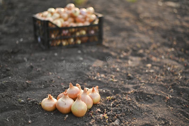 A Box of Onions is on the Ground. Harvest Stock Photo - Image of ...