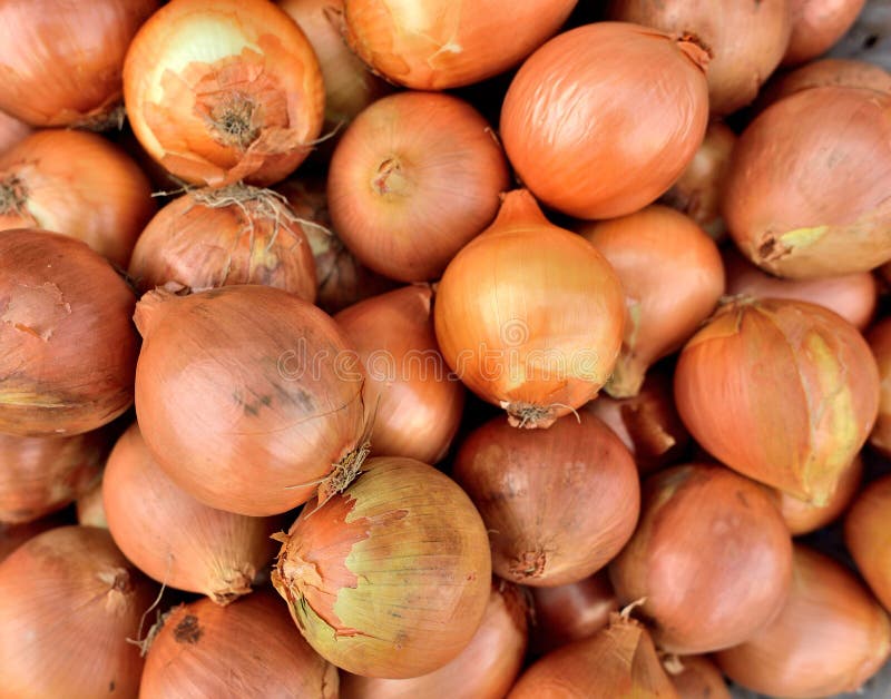Onion stock photo. Image of green, ingredient, diet, organic - 33786118