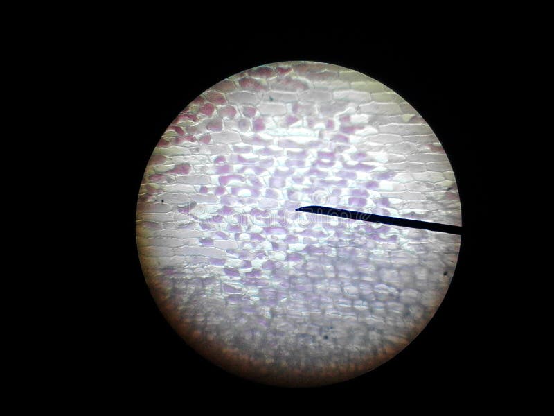 Onion cells stock photo. Image of organism, cytoplasm - 53035330