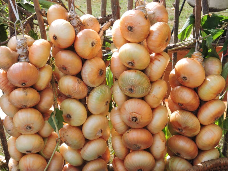 Onion Plaits Stock Photos - Free & Royalty-Free Stock Photos from ...