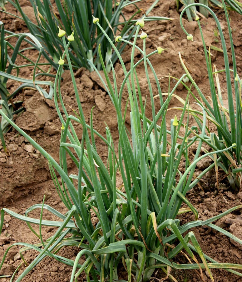 Onion plant stock image. Image of leaves, linear, cepa - 38391041