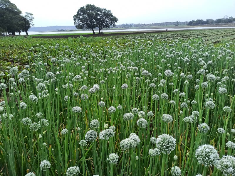 Onion plant in farm stock image. Image of onion, nature - 261570727