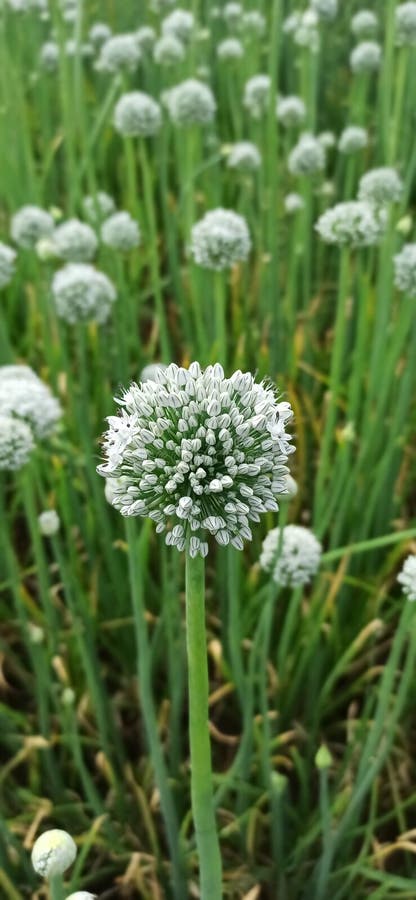 Onion plant flower stock image. Image of green, tree - 261570745