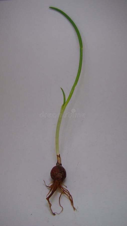 Onion Plant with Leaves, Root. Onion Isolated on White Stock Image ...