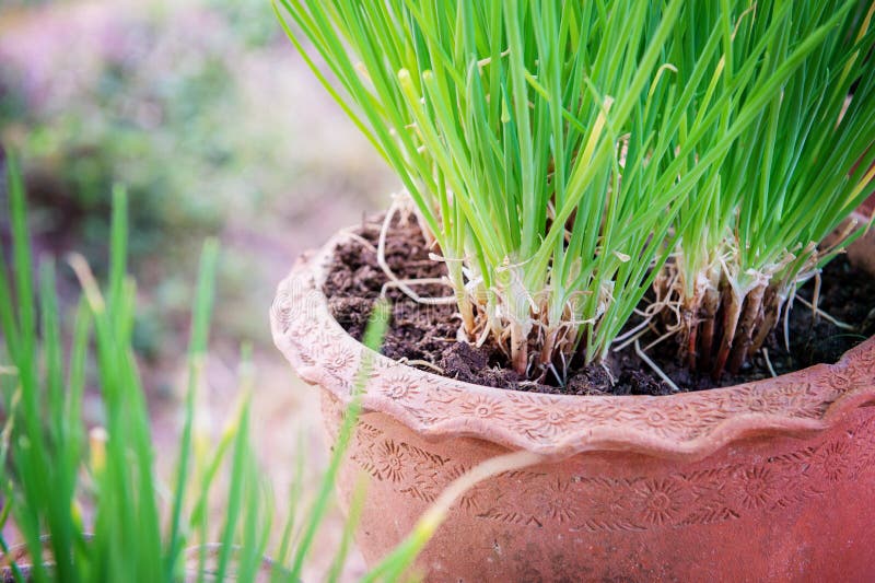 Onion Plant in Potted stock image. Image of vegetable - 116272527