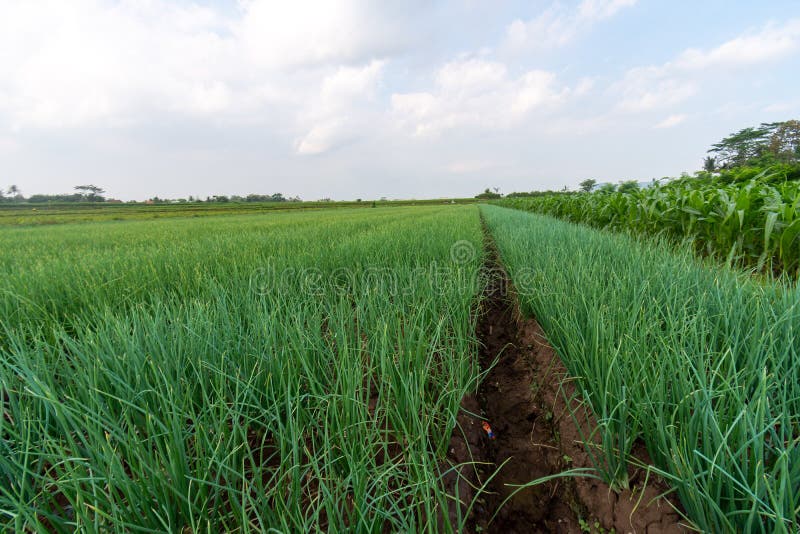Onion Plant with Roots with Selective Focus Stock Photo - Image of ...