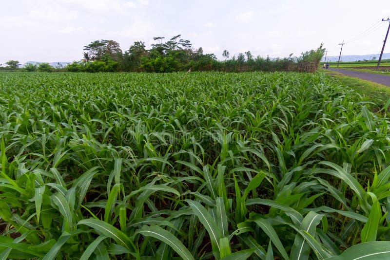 Onion Plant with Roots with Selective Focus Stock Image - Image of herb ...