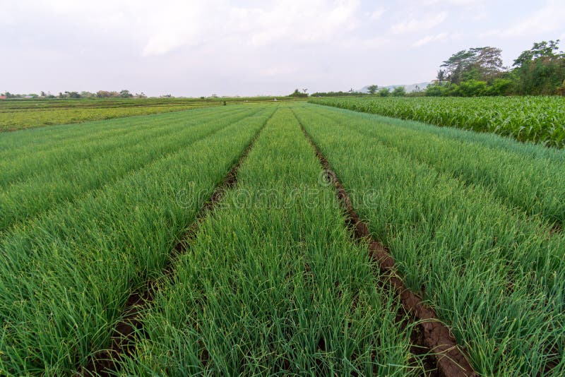 Onion Plant with Roots with Selective Focus Stock Photo - Image of ...