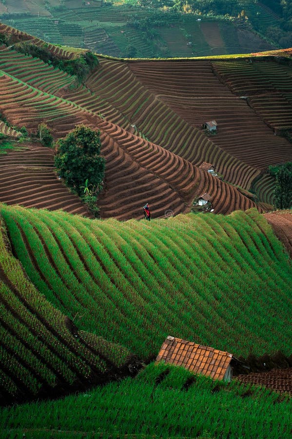 Green Line Pattern Plantation Terracing Editorial Photography - Image ...