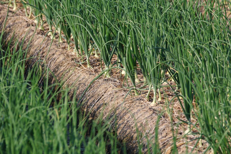 Onion plantation stock image. Image of lush, green, onion - 199010761