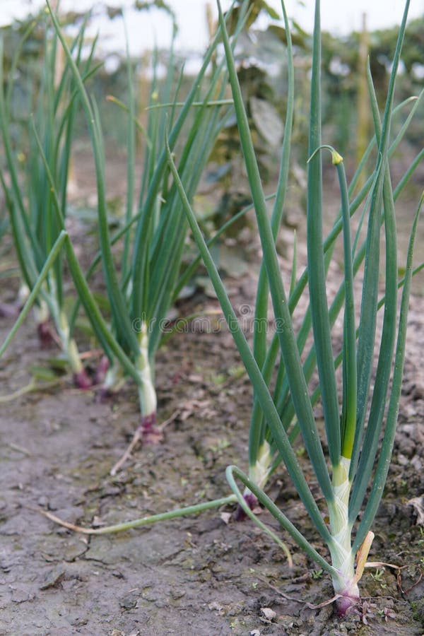 Onion plants stock photo. Image of plant, organic, tree - 266212100