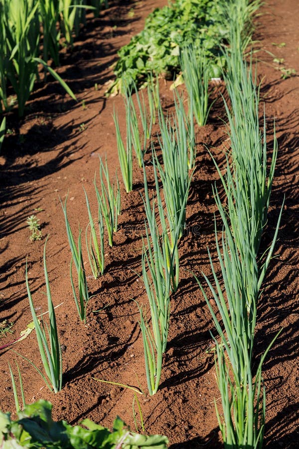 Onion Plants in the Home Garden Stock Image - Image of inside, nature ...