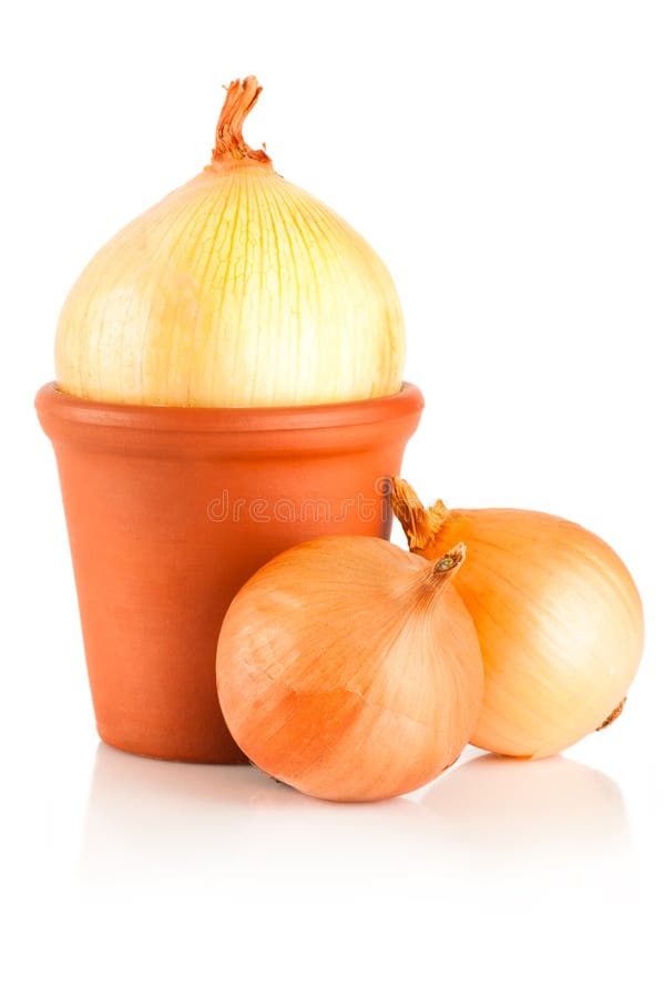 Onion stock photo. Image of flavoring, vegetable, ingredient - 16784442