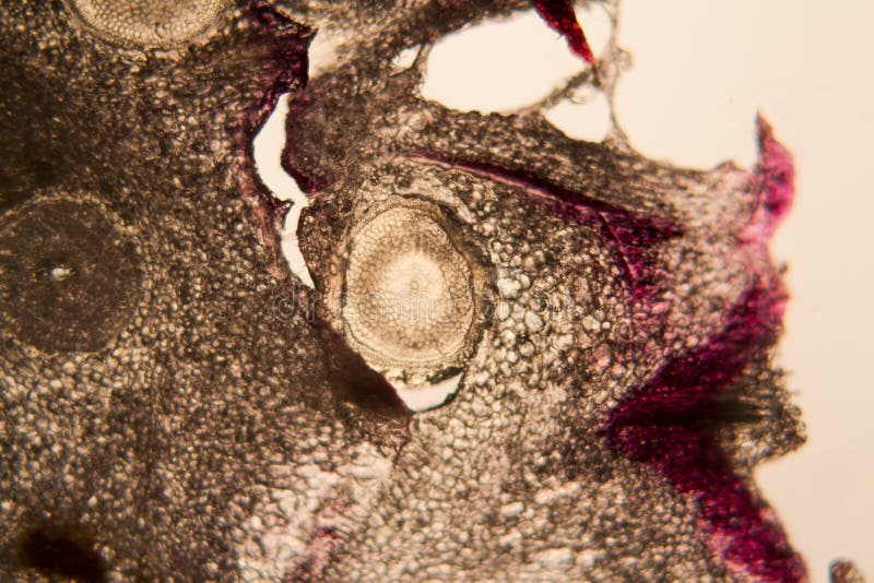 Onion Root Cells at the Microscope Stock Image - Image of cytoplasmic ...